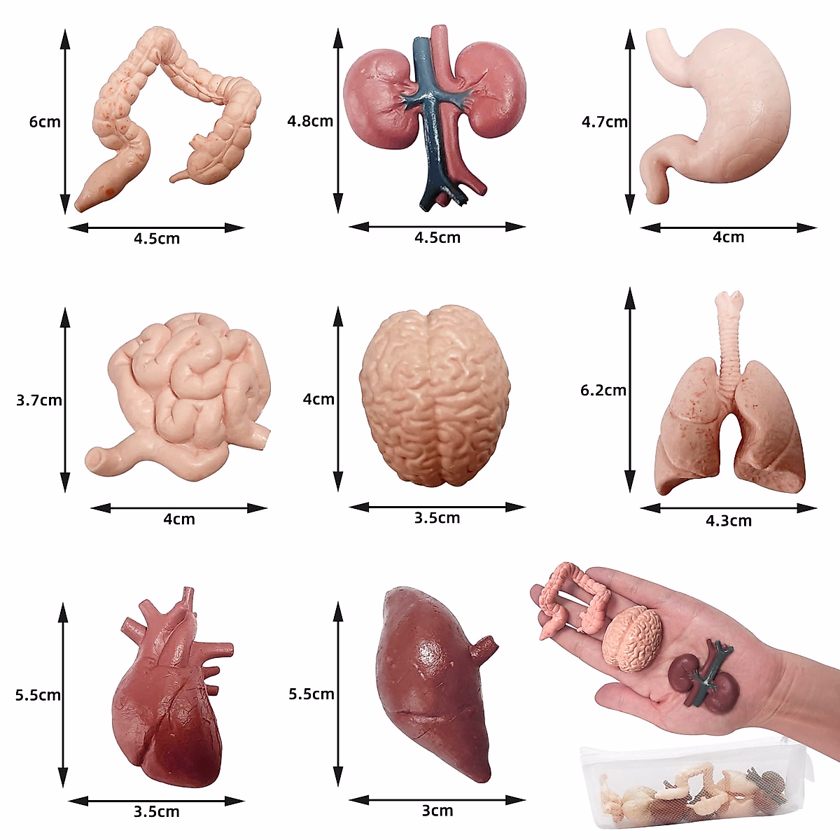 8 Pcs Human Body Model for Kids Human Organ Model Anatomy, 3D Anatomy Model Realistic Brain Heart Lung Liver Stomach Large Intestine Small Intestine Kidney Models for Halloween Party Prop