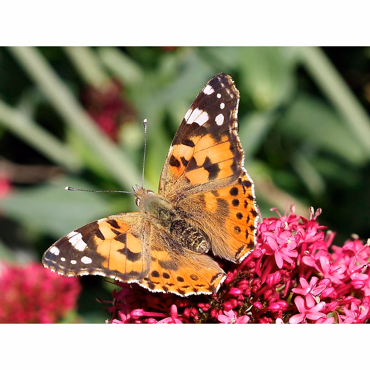 Insect Lore - Butterfly Growing Kit - With Voucher to Redeem Caterpillars Later