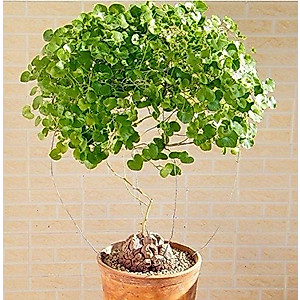 YoYoBoo DD 2016 New Available Dioscorea Elephantipes Imported Elephant's Foot Yam Seeds