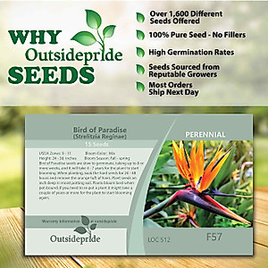 Outsidepride Bird of Paradise Plant Flower Seed - 15 Seeds