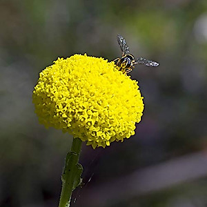 Outsidepride Craspedia Globosa Billy Button or Drumstick Garden Flower Seeds - 1000 Seeds