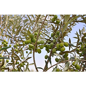 Arbequina Olive Tree - Beautiful Live Plant - 6 Inch Pot - Grow Your Own Olives Indoors - Olea Europaea