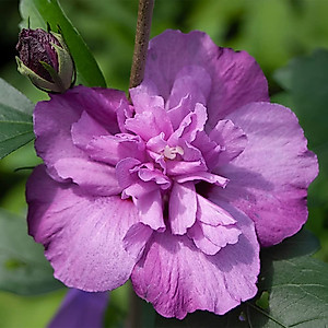 Proven Winner Chiffon Hibiscus, 2 Gal, Dark Lavender Flowers