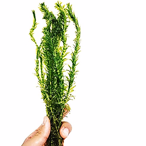 Planterest - Anacharis | Elodea Densa Imported from Grower Live Aquarium Plant Stems Decorations BUY2GET1FREE