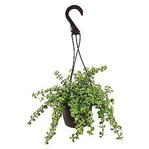 Trailing Elephant Bush Succulents, Hanging Plants Live Succulents Plants Live Houseplants, Hanging Planter Basket, Mini Succulents Live Plants Indoor Plants in Plant Basket by Plants for Pets