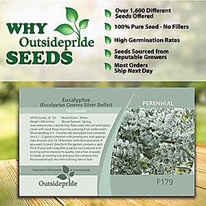 Outsidepride Eucalyptus Silver Dollar Tree Garden Seeds - 50 Seeds