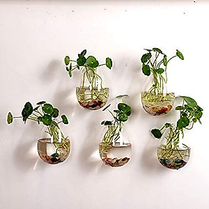 Fashiostorm 5 Packs Wall Hanging Planters Glass Plant Pots Water Containers Flower Air Terrariums Terrarium, Clear