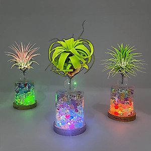 Tillandsiart 3Pack Air Plant Holders (3Pcs Air Plant Containers W/LED Lights) A decorative accessory for setting up air plant display for house decor.