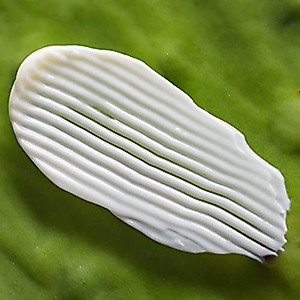 Weleda Sheer Hydration Daily Face Crème, 1 Fluid Ounce, Plant Rich Moisturizer with Prickly Pear Cactus Extract and Aloe Vera, 1 Fl Oz (Pack of 1)