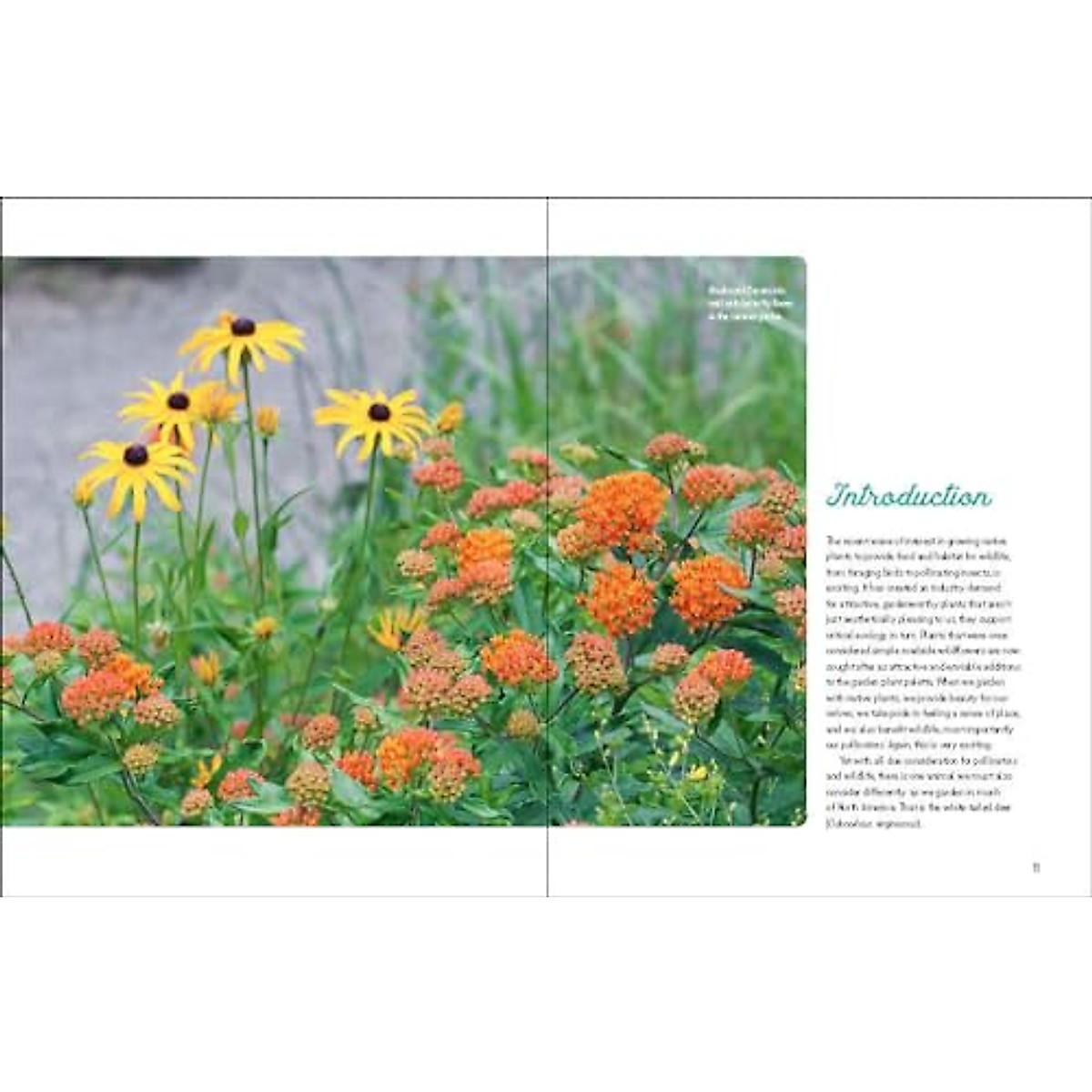 Deer-Resistant Native Plants for the Northeast