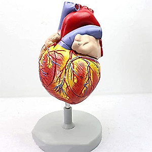 VEKETE Educational Model Enlarged Version of Human Heart Anatomical Model, Medical Teaching Heart, Suitable for Human Internal Organs Anatomy Science Classroom Research Tea
