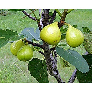 1087-Dwarf Honey Fig (Ficus carica) Seeds by Robsrareandgiantseeds UPC0764425786764 Non-GMO,Organic,Historic,Bonsai, 1087 Package of 5 Seeds