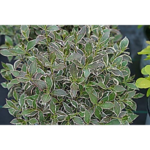 4.5 in. Quart My Monet Purple Effect (Weigela) Live Plant, Purple Flowers