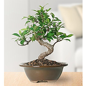 Brussel's Live Golden Gate Ficus Indoor Bonsai Tree - 4 Years Old; 5" to 8" Tall with Decorative Container