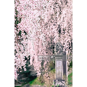 Weeping Cherry Blossom (shidare Sakura) cuttings 10 pcs (Deep Pink)