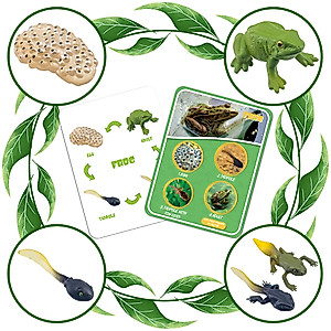 Life Cycle Figures of Frog, Chicken, Sea Turtle, Butterfly, Wasp, Locust, Science Toys kit, Animal Figures for Kids Age 3-12