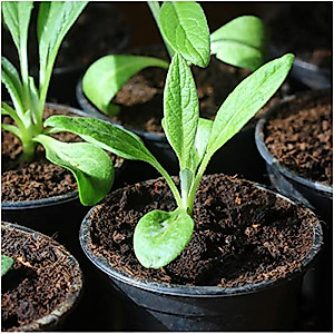 Seed Needs, Green Globe Artichoke Seeds for Planting (Cynaria scolymus) Heirloom, Non-GMO & Untreated (2 Packs)