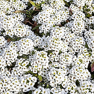 Outsidepride Lobularia Maritima Alyssum Sweet Drought & Heat Tolerant Wild Flowers - 5000 Seeds