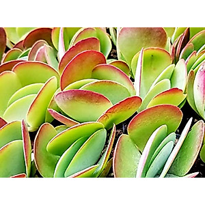 Fat Plants San Diego Premium Cacti and Succulent Potting Mix Soil - for Cactus Palm Tree Citrus Plant Grown in Gardening Containers - Indoors & Outdoors Use - with Natural Food/Fertilizer