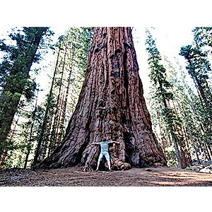 40 GIANT SEQUOIA Sequoiadendron Giganteum Sierra Redwood Tree Seeds