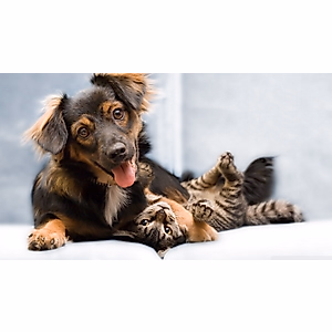 Digestive aid for puppys - Pet Digestive Aid - Probiotics - for Dogs and Cats - Chewable - lactobacillus acidophilus Dogs - 1 Bottle (60 Chews)