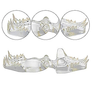 Transparent Feline Teeth Model Anatomy Cat Teeth Model Animal Models Teeth Up Teaching PVC Material for Veterinary or Medical Teaching Dental Model