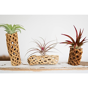 Air Plant Shop 3 Pack 3 Inch Cholla Cactus Holders with Assorted Air Plants- Wholesale and Bulk - Succulents - Live Tillandsia - Easy Care Indoor and Outdoor House Plants