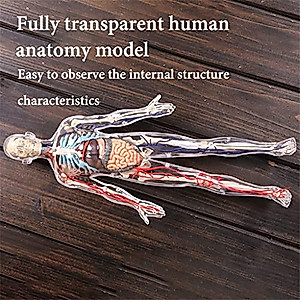LIOONS Human Anatomy Model Human Body Model Human Organ Model Detachable Human Internal Organs Anatomy Model Biology Teaching Color Teaching Model Realistic