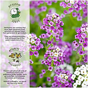 Seed Needs, Royal Carpet Alyssum Seeds for Planting (Lobularia maritima) Heirloom & Open Pollinated, Great in Rock Gardens, Pots & Containers, Attracts Pollinators