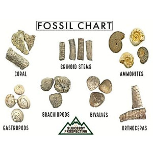 Fossil Mix | Bag of Genuine Fossils | Ammonites Crinoids Brachiopods Orthoceras & More! (1/2LB)