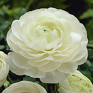 Ranunculus Bulbs - White - 100 Bulbs - White Flower Bulbs, Corm Attracts Bees, Attracts Pollinators, Easy to Grow & Maintain, Fragrant, Container Garden