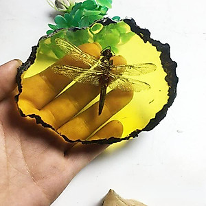 Amber Fossils Insect Samples Artificial Amber Insect Specimen Pendant Stone Decoration Crystal Samples Collection Science Education Dragonflies, Cicadas, Scorpions, Butterflies (4 Combinations)