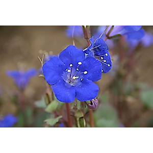Phacelia "California Bluebell" Flower Seeds for Planting, 1000+ Seeds Per Packet, (Isla's Garden Seeds), Non GMO & Heirloom, Scientific Name: Phacelia campanularia, Great Home Garden Gift