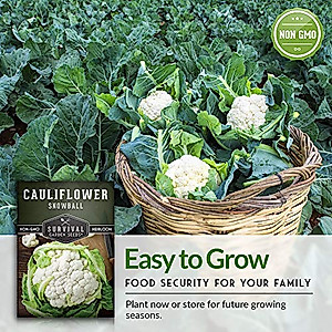 Survival Garden Seeds - Snowball Cauliflower Seed for Planting - Packet with Instructions to Plant and Grow Amazing White Vegetables in Your Home Vegetable Garden - Non-GMO Heirloom Variety