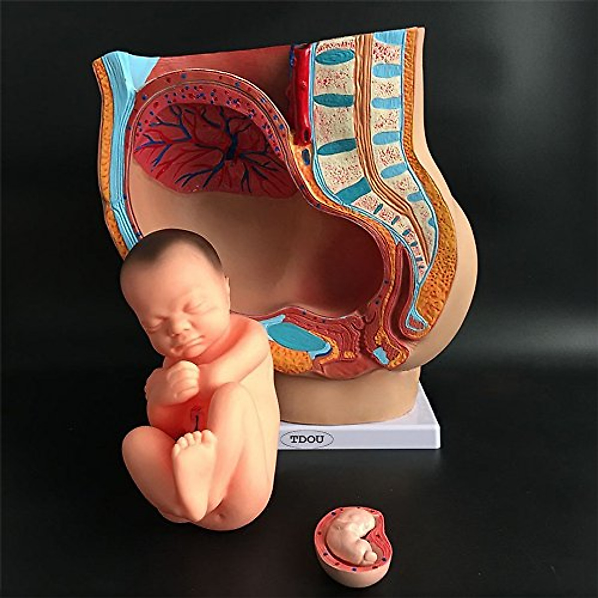 Human Female Pelvic Section Pregnancy Anatomical Model Nine Months Baby Fetus Model Life Size with Removable Organs 4-Parts