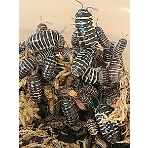 Bugzy Bugs Zebra Armadillidium Isopods 10 Count Live Roly Poly Cleanup Crew Feeders for Terrarium Reptile Insect Pet Food