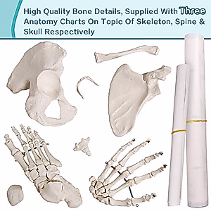 2023 Newest Human Model of Skeleton for Anatomy 67“ High with 200+ Bones Structures,Scientific Disarticulated Human Model of Skeleton Bundle for Anatomy, Full Size Male Skeleton Models with Poster,Skull, Bones, Articulated Hand & Foot