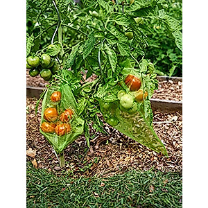 Miuezuth 50PCS Fruit Protection Netting Bags for Fruit Trees, 9x6 Inch Garden Mesh Barrier Bags to Protect Plants from Pest Birds Squirrels, Fruit Cover Mesh Bag with Drawstring, Reusable, Green