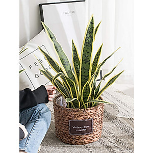Bird Fiy Artificial Snake Plants 30" Faux Agave Fake Sansevieria Artificial Silk Plant for Home Garden Office Store Decoration 4 Pcs (Yellow)