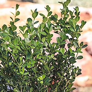 Buxus Japonica Plant (1G), Boxwood Shrubs Live in Planters for Outdoor Plants Live Evergreen Trees Live Plants, Live Outdoor Plants Potted Plants Live Outdoor, Live Trees Live Plant by Plants for Pets