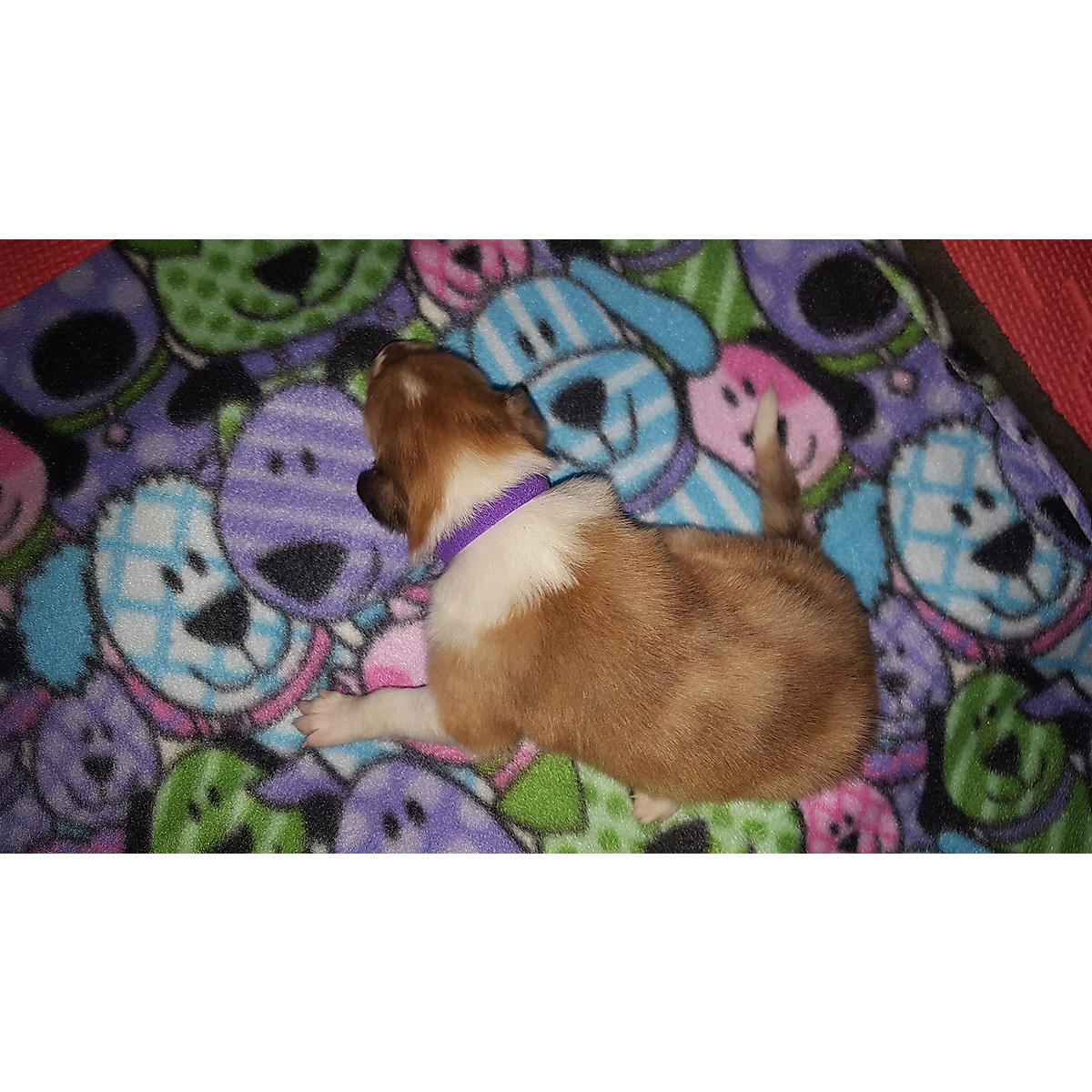 Puppy Express Whelping Kit for up to 12 for Puppies Dogs