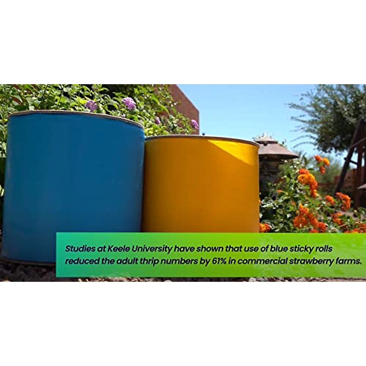 Giant Blue Sticky Traps - Tape Roll, 15cm x 100m - Insect Sticky Traps Plant Traps for Flying Insects, Fruit Fly, gnats Lantern Flies, for Garden Plant Outdoor/Indoor