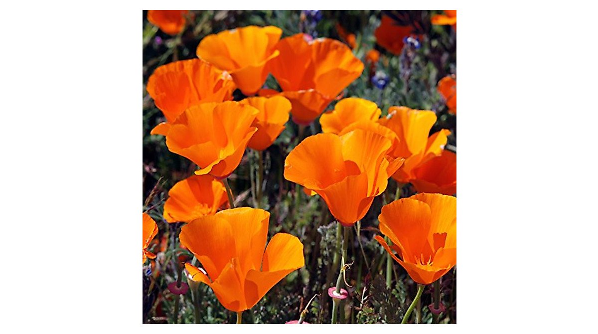 Outsidepride Orange California Poppy Seeds - Native Wildflower