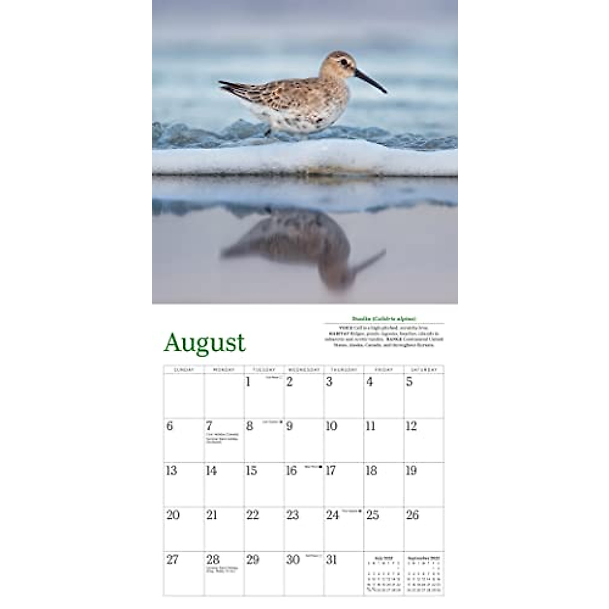 Audubon Little Shorebirds Mini Wall Calendar 2023: A Tribute to the Diversity of Shorebirds and the Fragile Ecosystems they Inhabit