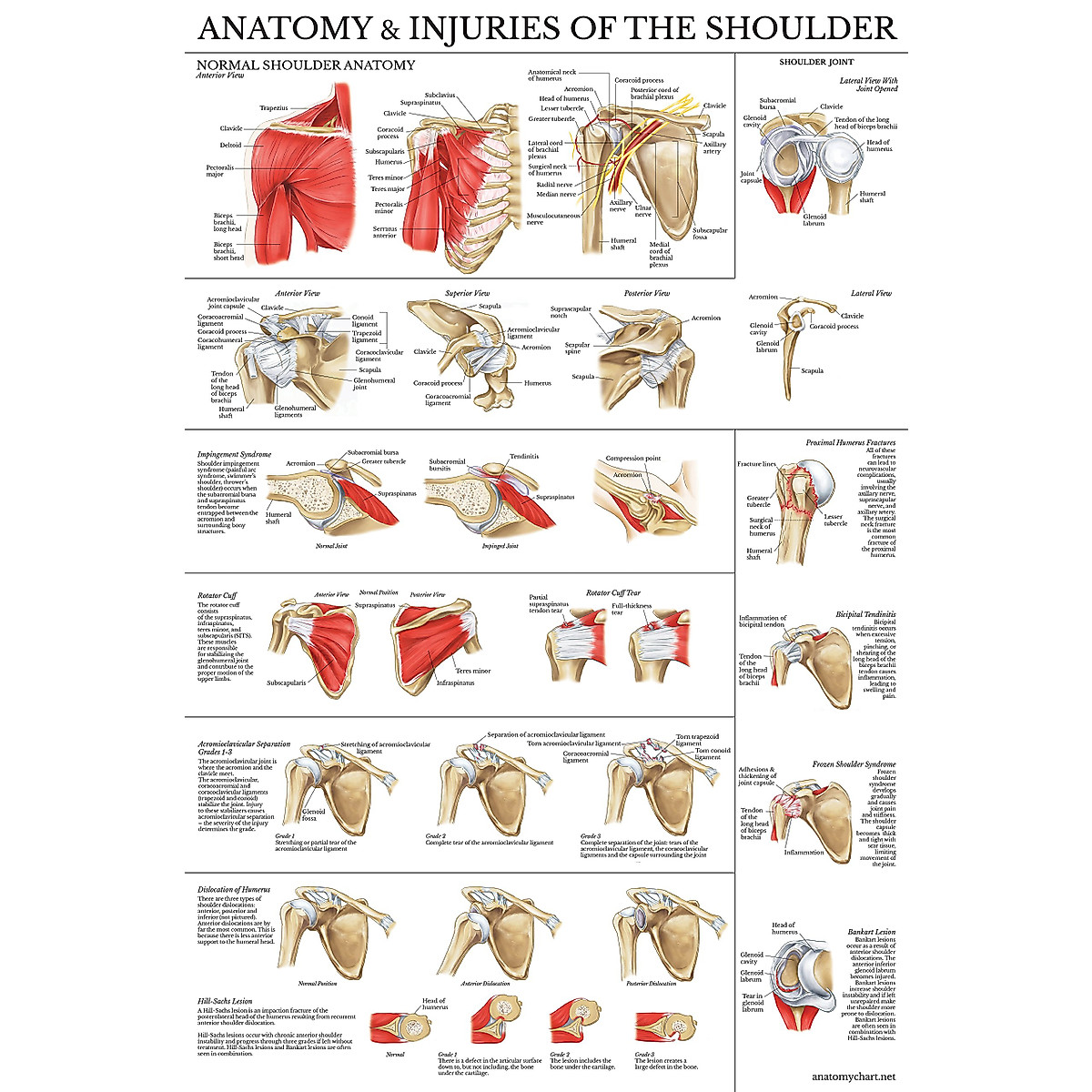 Palace Learning 2 Pack - Anatomy and Injuries of The Shoulder & Hip Poster Set - Anatomical Chart Set - Laminated 18" x 24"