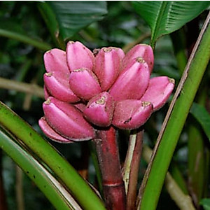 CHUXAY GARDEN 10 Seeds Musa Velutina Seed,Pink Banana,Hairy Banana, Pink Fruiting Banana, Musa Dasycarpa Evergreen Perennial Plant Showy Display