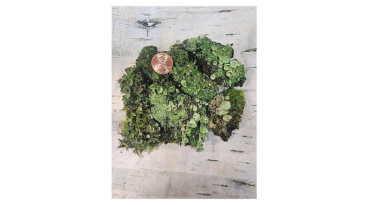 Tin Roof Treasure Moss Pixie Cup Lichen for Fairy Gardens | 4x6 Bag