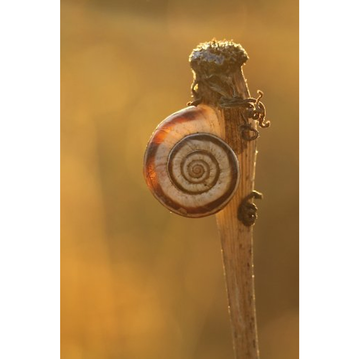 Tamron AFF004N700 SP 90MM F/2.8 DI MACRO 1:1 VC USD For Nikon 90mm IS Macro Lens for Nikon (FX) Cameras - Fixed