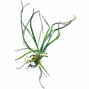 Marcus Fish Tanks Crinum Calamistratum Easy to Grow Hardy Live Aquarium Plant Betta Fish Plants