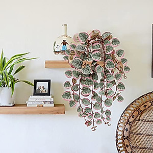 Briful Fake Plants 16'' Artificial String of Hearts Plants with Ceramic Pot Faux Pink White Ceropegia Woodii Succulent Plant for Home Bedroom Table Shelf Office Hotel Decor
